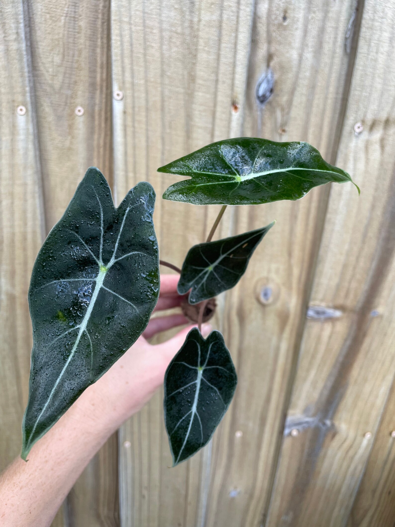 Alocasia Dragons Tooth Starter Plant ALL STARTER PLANTS Require You to ...