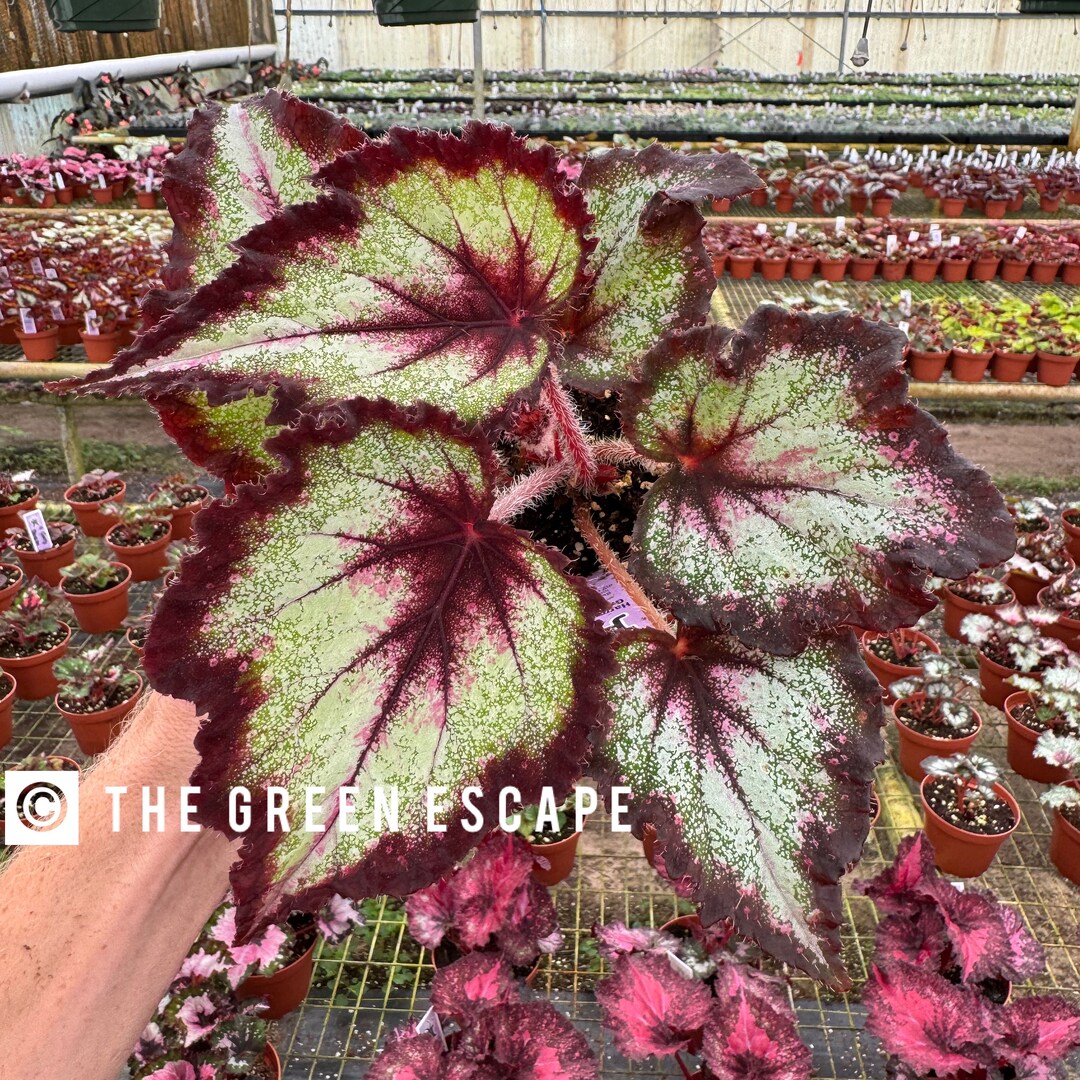 Harmonys Gator Tail 4”pot (ALL PLANTS Require You to Purchase 2 Plants ...