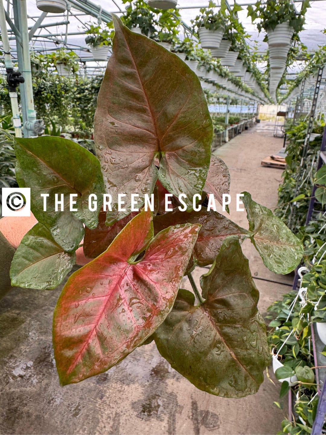 Syngonium Merry Maria 4” Pot (ALL PLANTS Require You to Purchase 2 ...