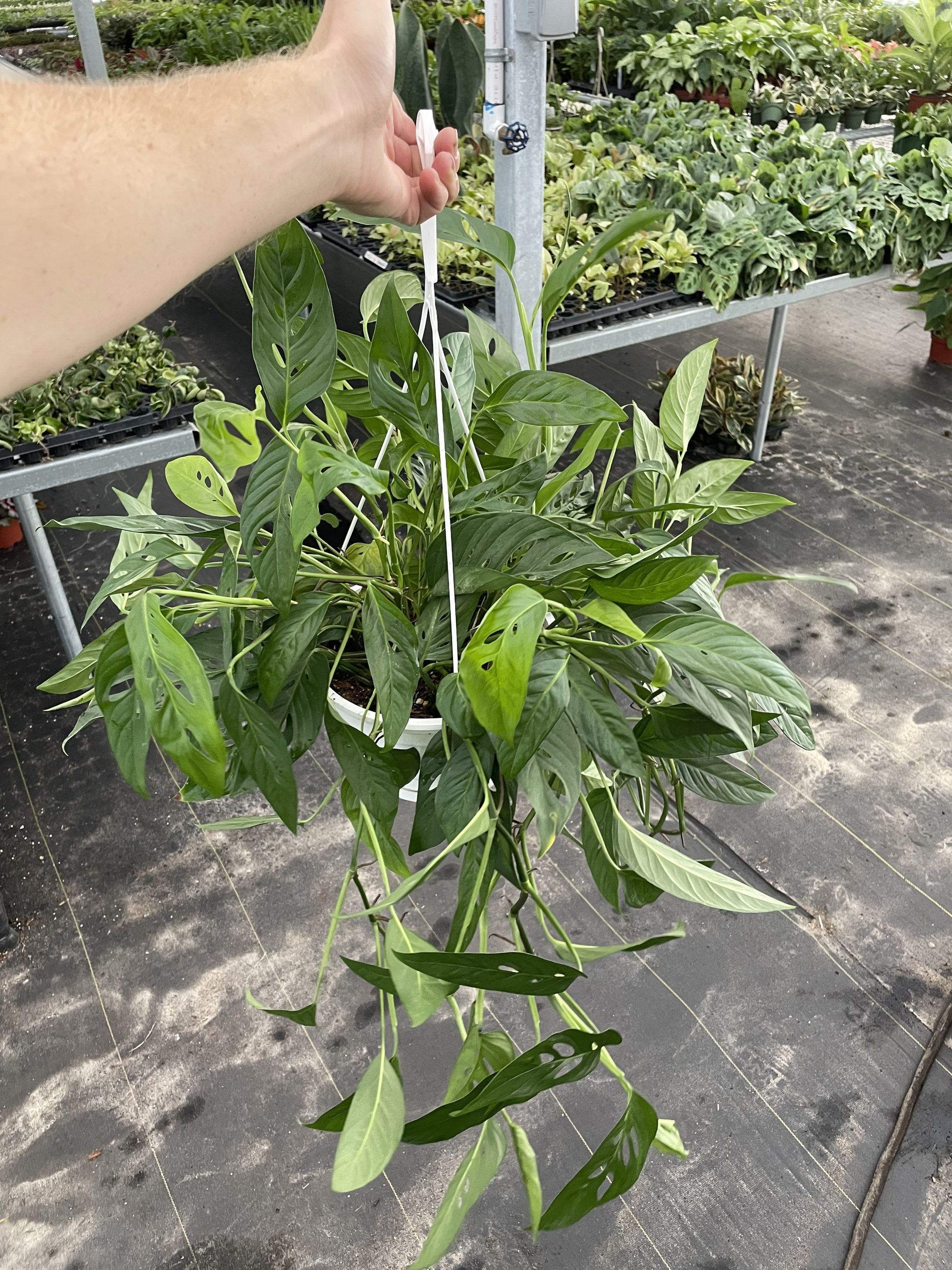 Monstera Adansonii narrow Form 8 Hanging Baskets ALL - Etsy