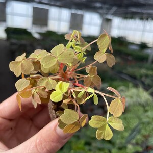 Oxalis Velvet Sunset Starter Plant (ALL STARTER PLANTS Require You to ...