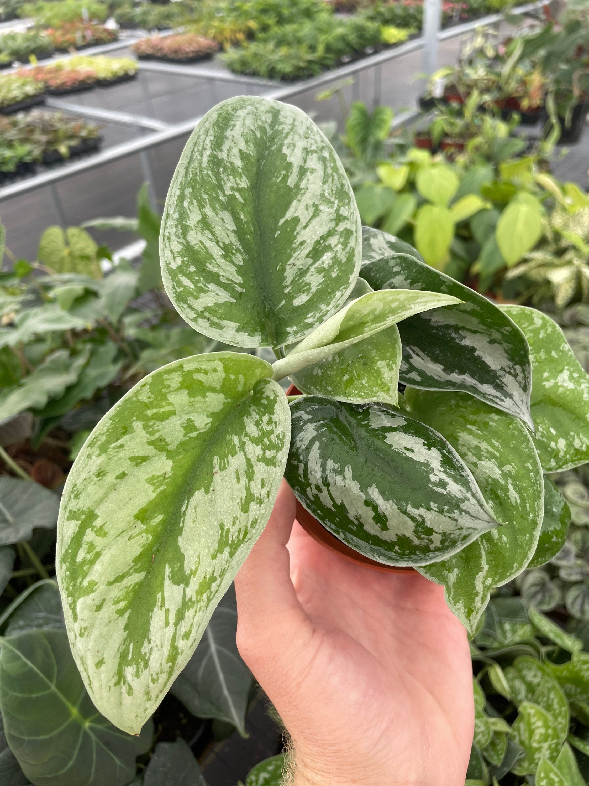 Scindapsus Pictus Silver Splash 4 Pot ALL PLANTS Require You - Etsy