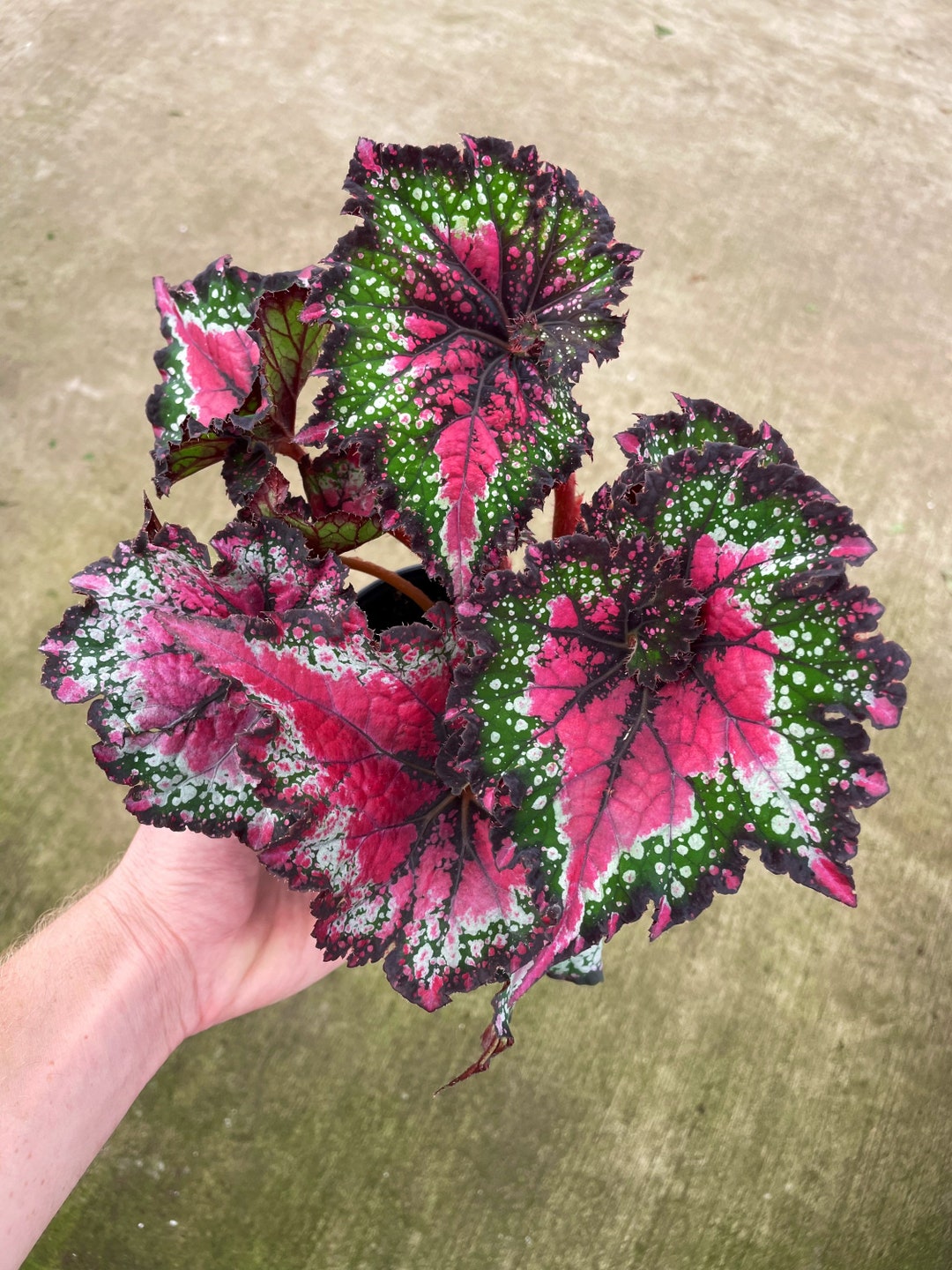 Jurassic Watermelon Begonia 4” Pot (ALL PLANTS Require You to Purchase ...