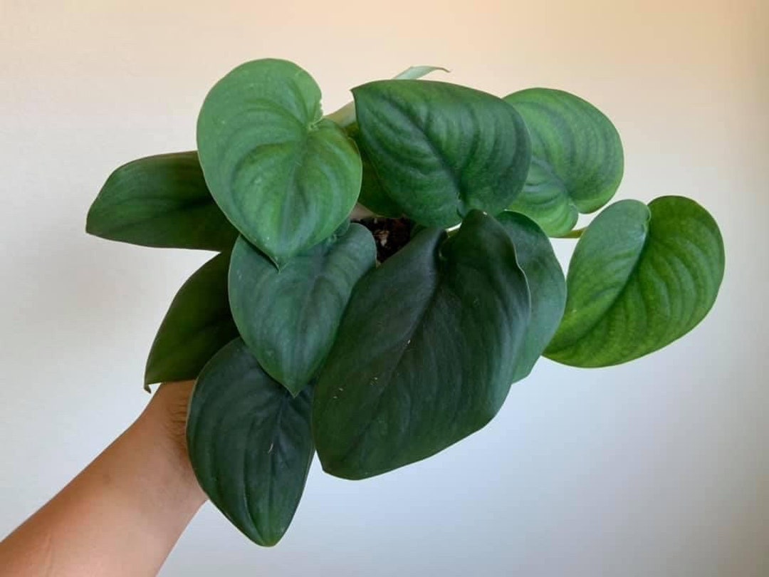 Scindapsus Jade Satin Starter Plant (ALL STARTER PLANTS Require You to ...