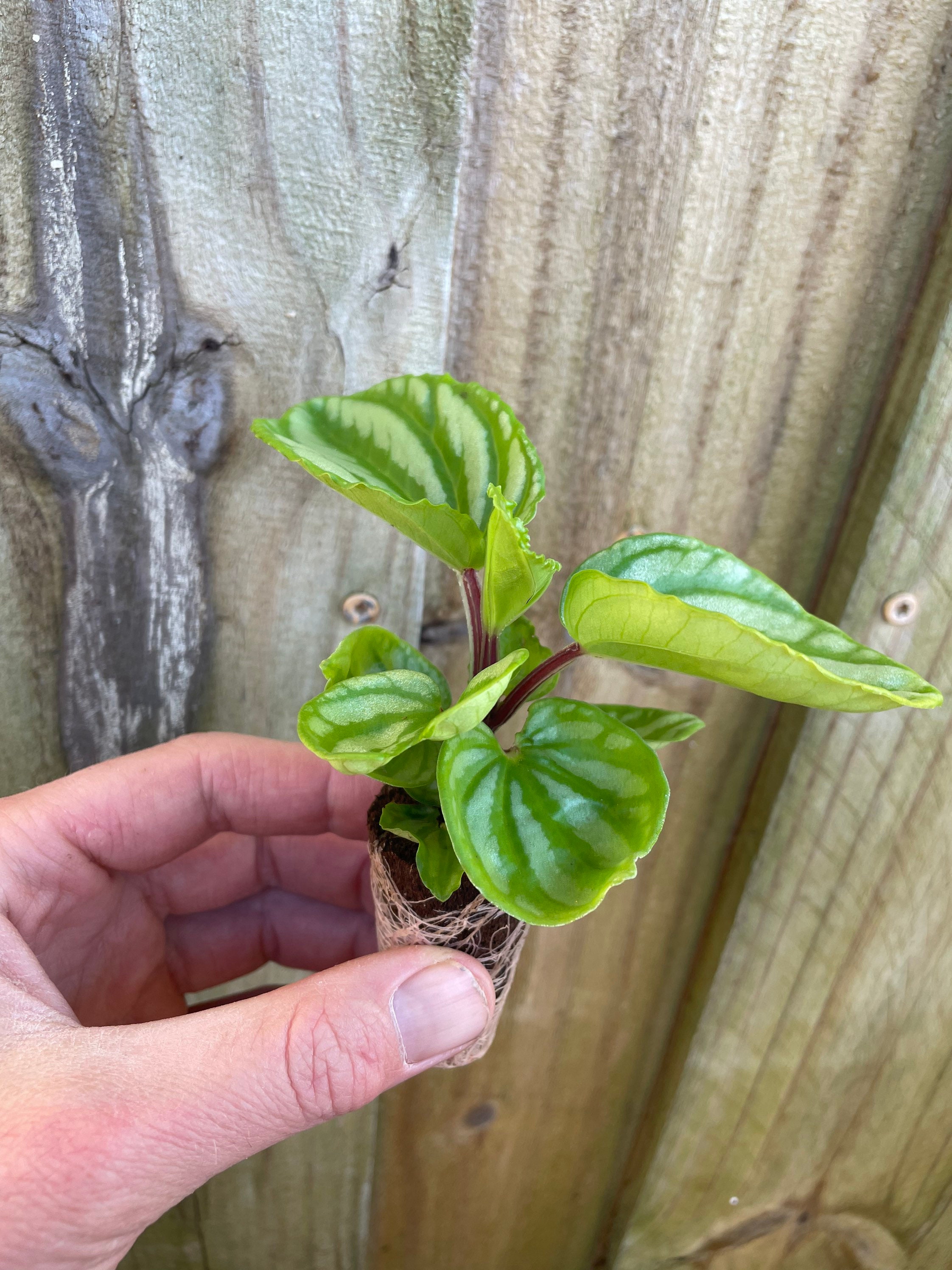 Peperomia Ecuador Starter Plant (ALL STARTER PLANTS Require You to ...