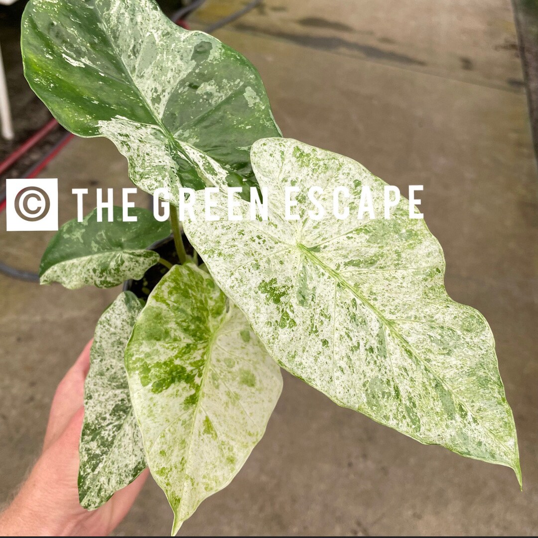 Alocasia Snow “odora Batik” Starter Plant (ALL STARTER PLANTS Require ...