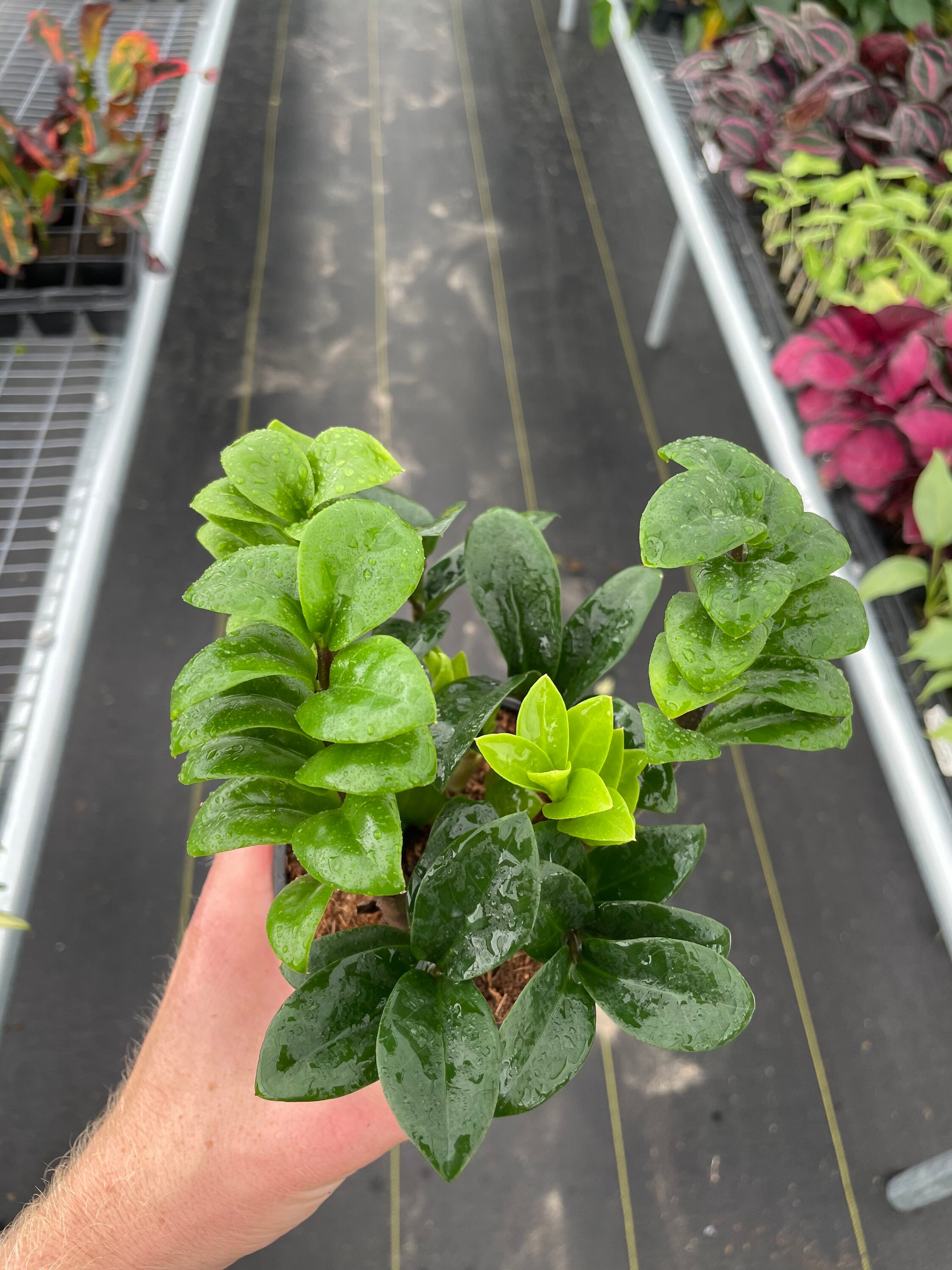 Zz Zenzi Plant zamioculcas Zamiifolia 4 Pot ALL PLANTS - Etsy