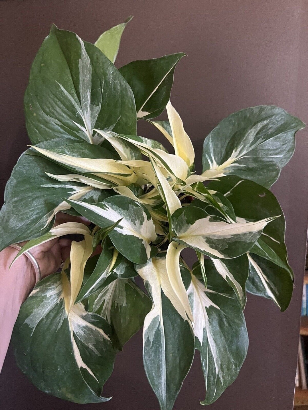 Mutant Manjula Pothos Starter Plant (ALL STARTER PLANTS Require You to ...