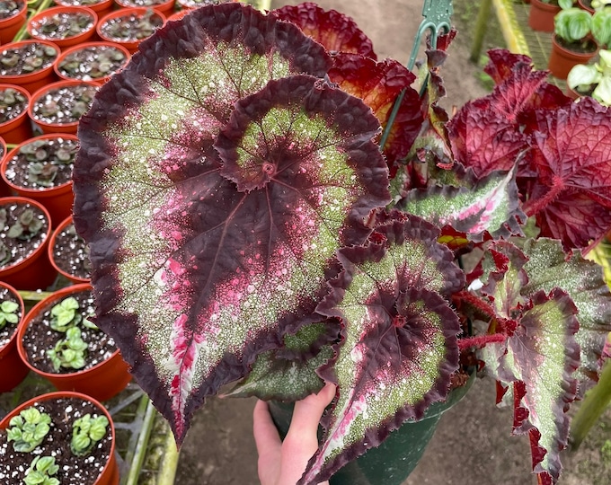 Harmonys Later Gator Begonia Starter Plant (ALL STARTER PLANTS Require ...
