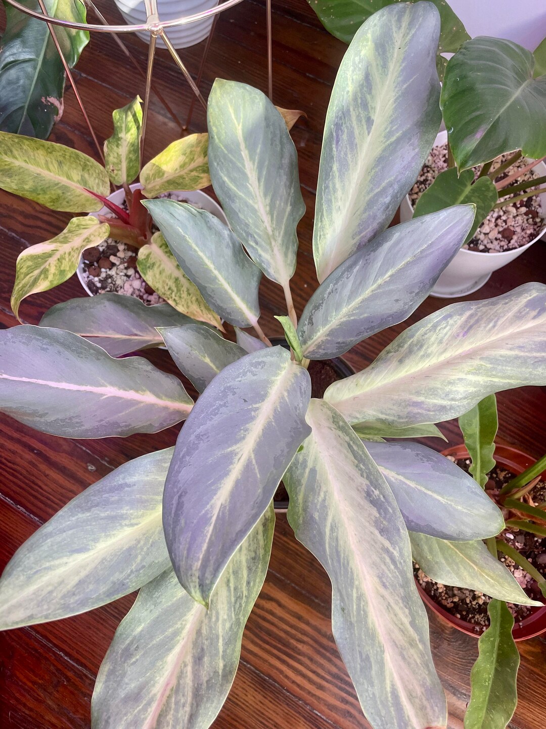 Aglaonema Ghost Starter Plant ALL STARTER PLANTS Require You to ...