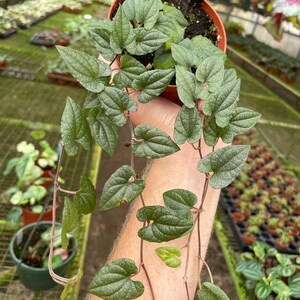 Piper Silver Flecks 4”pot (ALL PLANTS Require You to Purchase 2 Plants ...