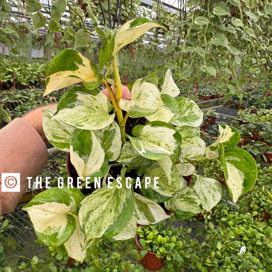 Manjula Pothos 6” Pot (ALL PLANTS Require You to Purchase 2 Plants!) X4 ...