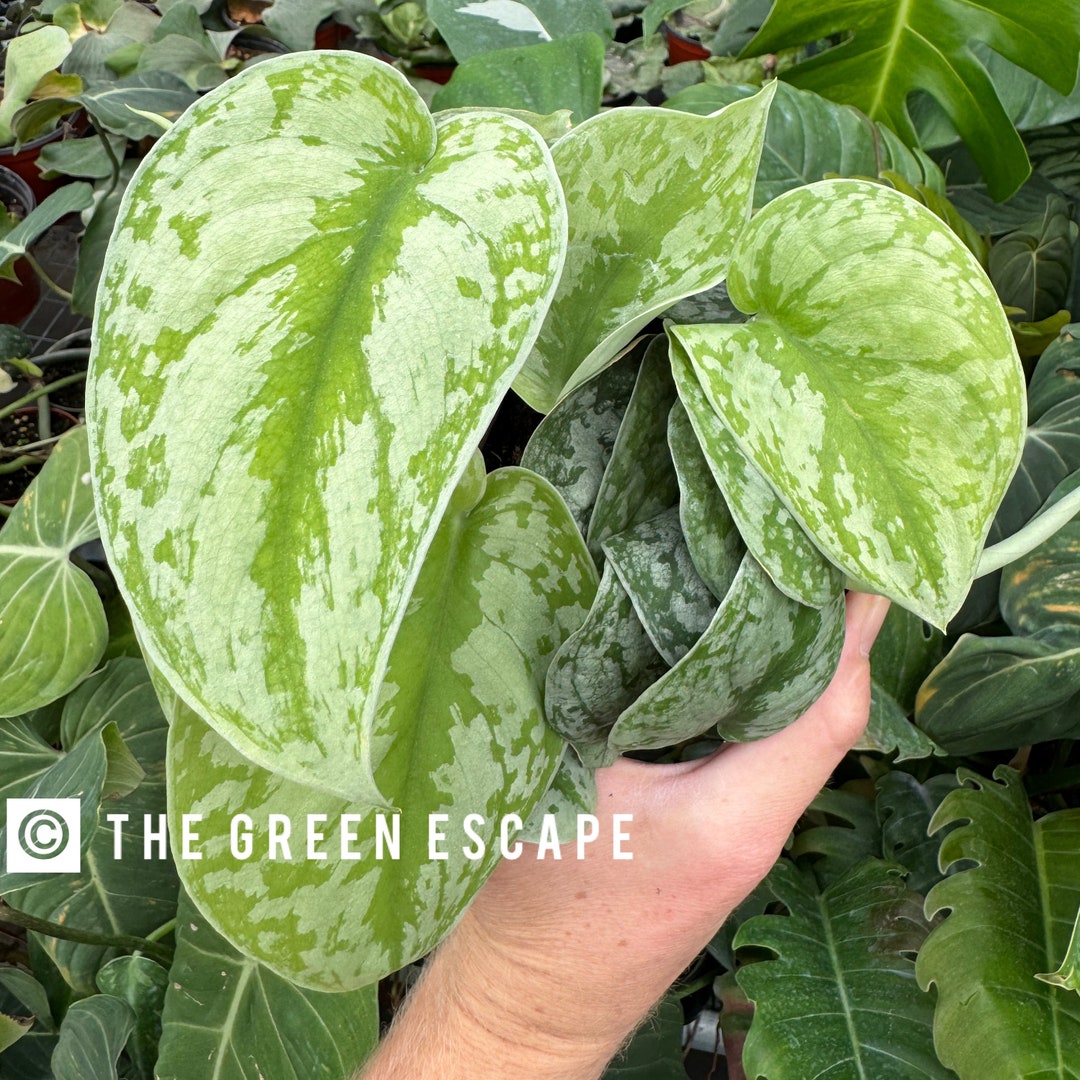 Scindapsus Silver Satin 4” Pot (ALL PLANTS Require You to Purchase 2 ...