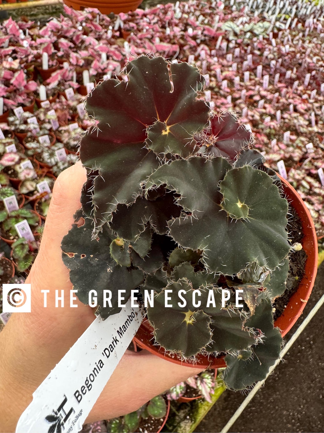 Irredescent Black Mambo Begonia 4”pot (ALL PLANTS Require You to ...