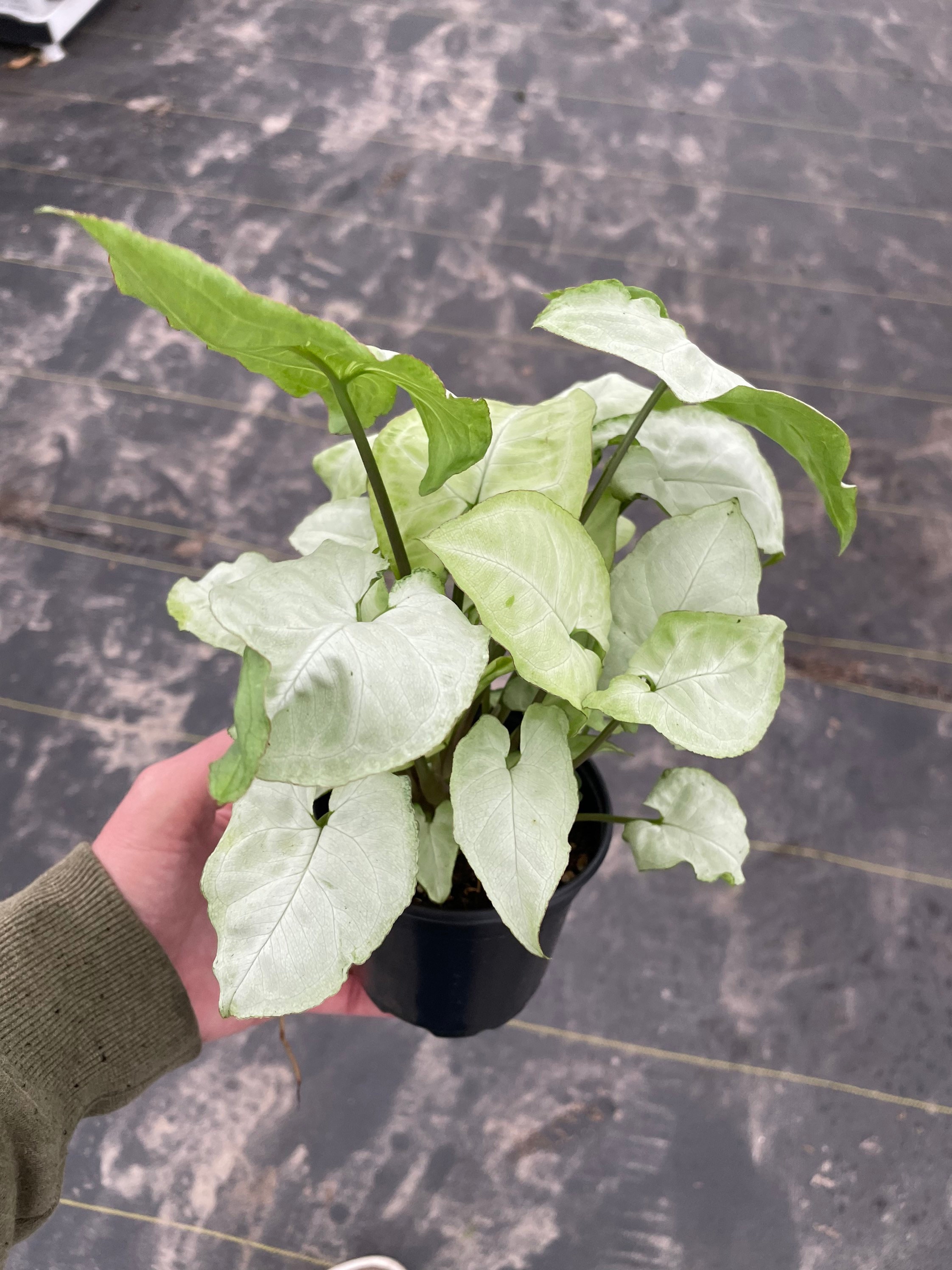 Syngonium Moonshine 4 Pot ALL PLANTS Require You to Purchase - Etsy