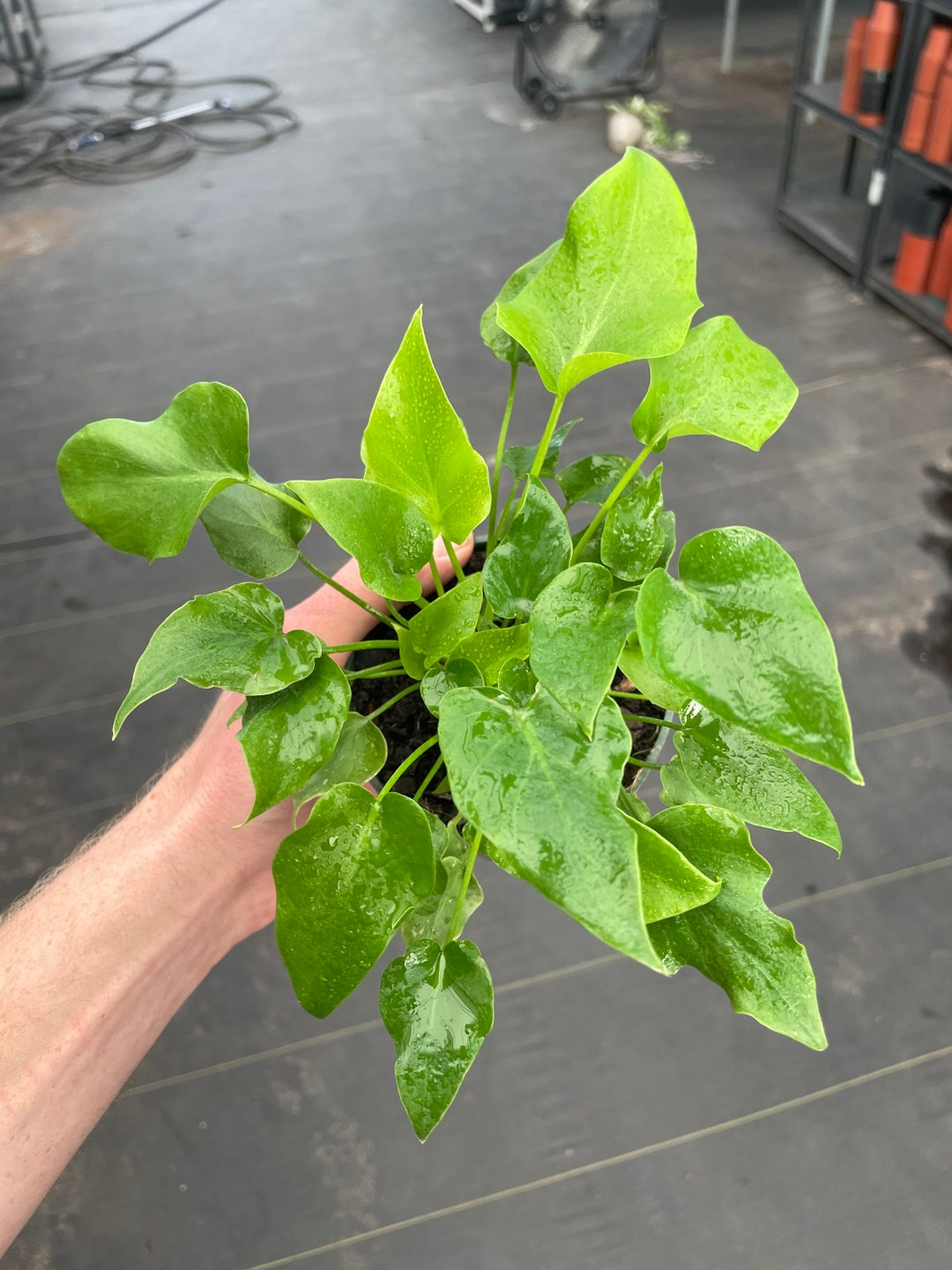 Philodendron Little Hope 4 Pot ALL PLANTS Require You to Purchase 2 ...