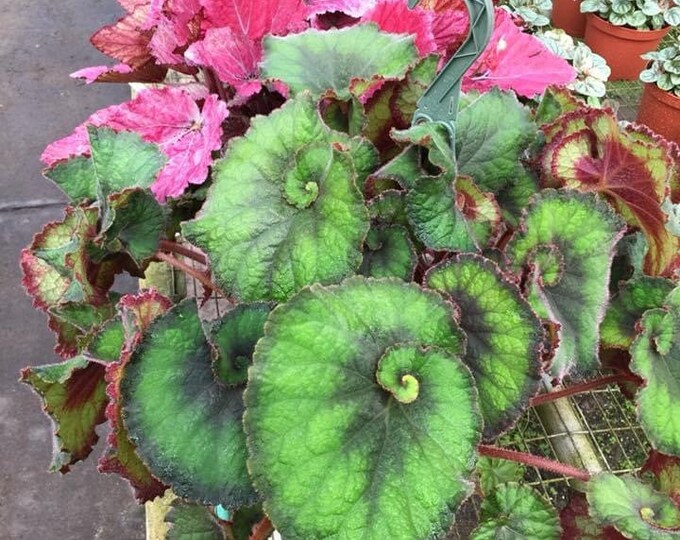 Harmonys Nautilus Begonia Starter Plant (ALL STARTER PLANTS Require You ...
