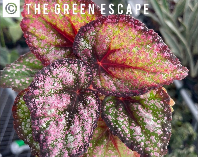 Harmonys Royal Majesty Begonia Starter Plant (ALL STARTER PLANTS ...
