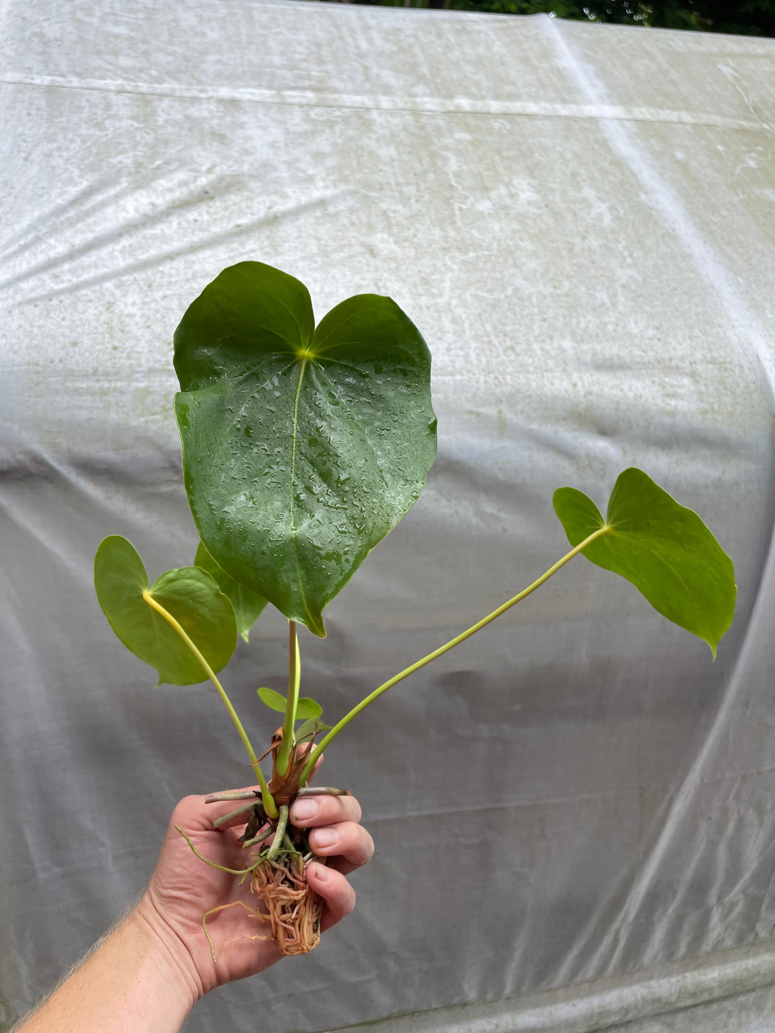 Anthurium Oaxaca Starter Plant (ALL STARTER PLANTS Require You to ...
