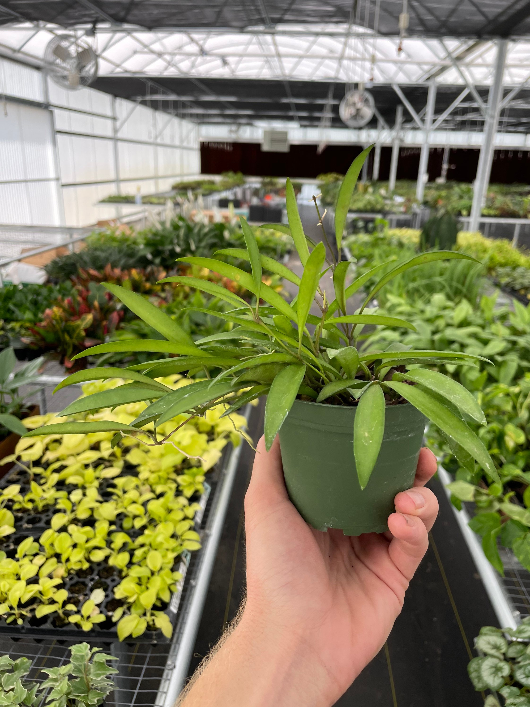 Hoya Wayetti Green 4 Pot ALL PLANTS Require You to Purchase - Etsy