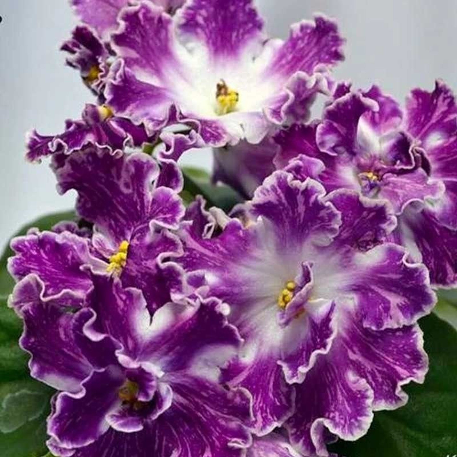 VAT Pulsar African Violet Starter Plant (ALL Starter PLANTS Require You ...