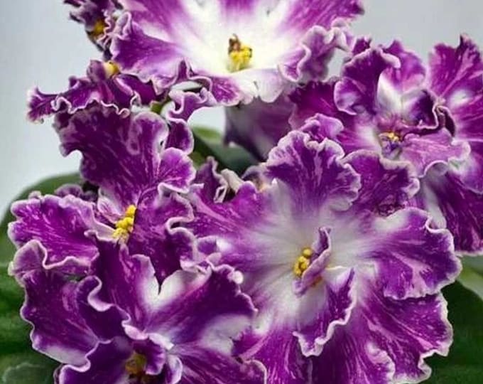 VAT Pulsar African Violet Starter Plant (ALL Starter PLANTS Require You ...