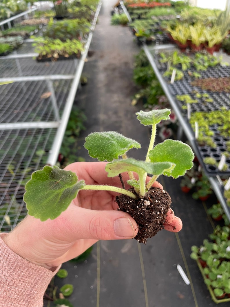 Kei Yoki African Violet Starter Plant ALL PLANTS Require You - Etsy