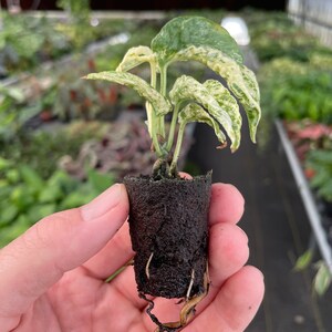 Albo Variegated Spider Man Monstera variegated Amydrium Medium Starter ...