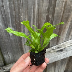 Birds Nest “leslie” Fern Starter Plant (ALL STARTER PLANTS Require You ...