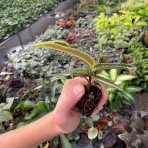 Labisia .sp Riau Fishbone Starter Plant (ALL STARTER PLANTS Require You ...
