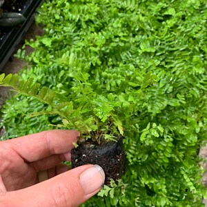 Chester Fern Starter Plant (ALL STARTER PLANTS Require You to Purchase ...
