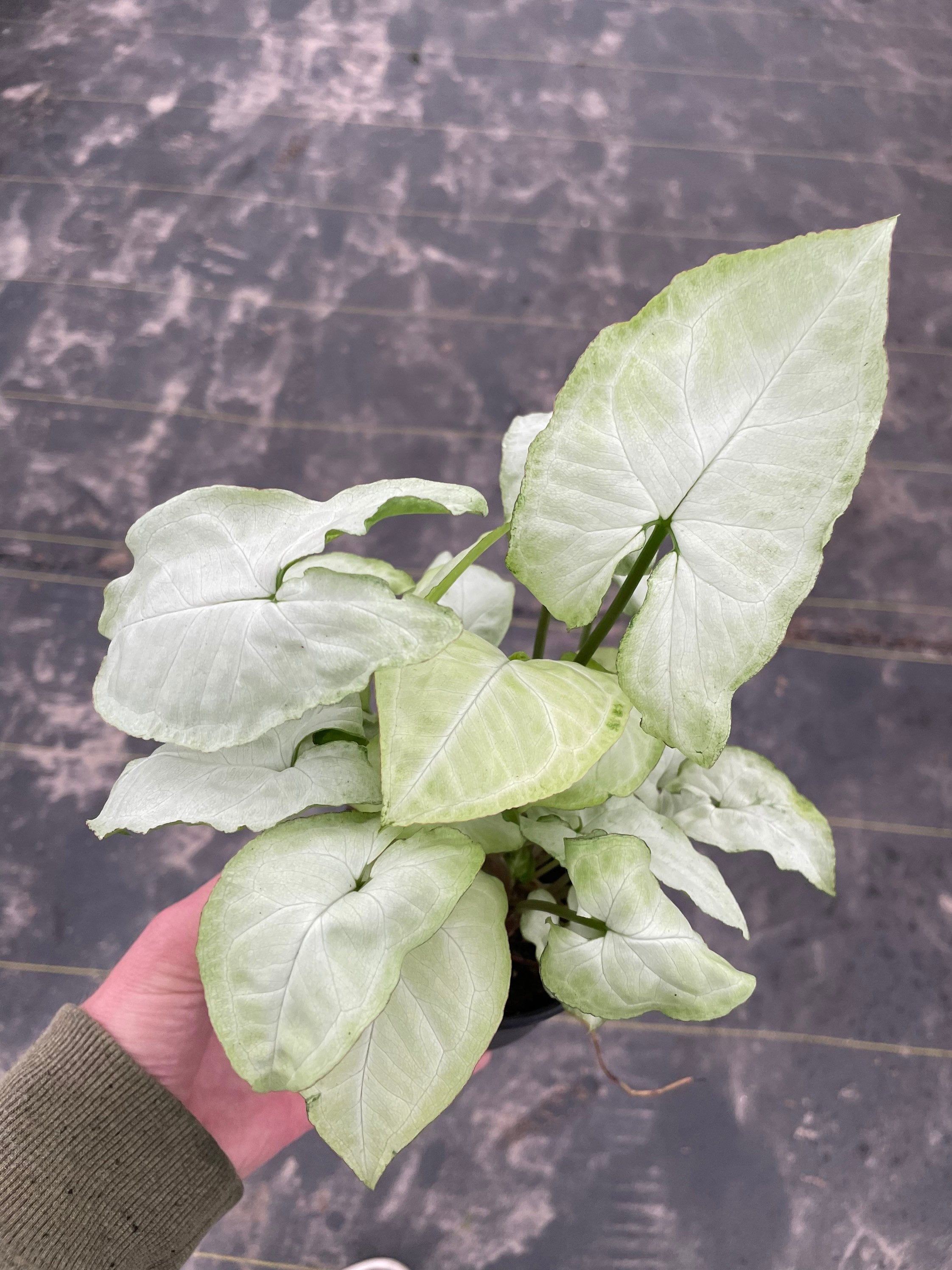 Syngonium Moonshine 4 Pot ALL PLANTS Require You to Purchase - Etsy