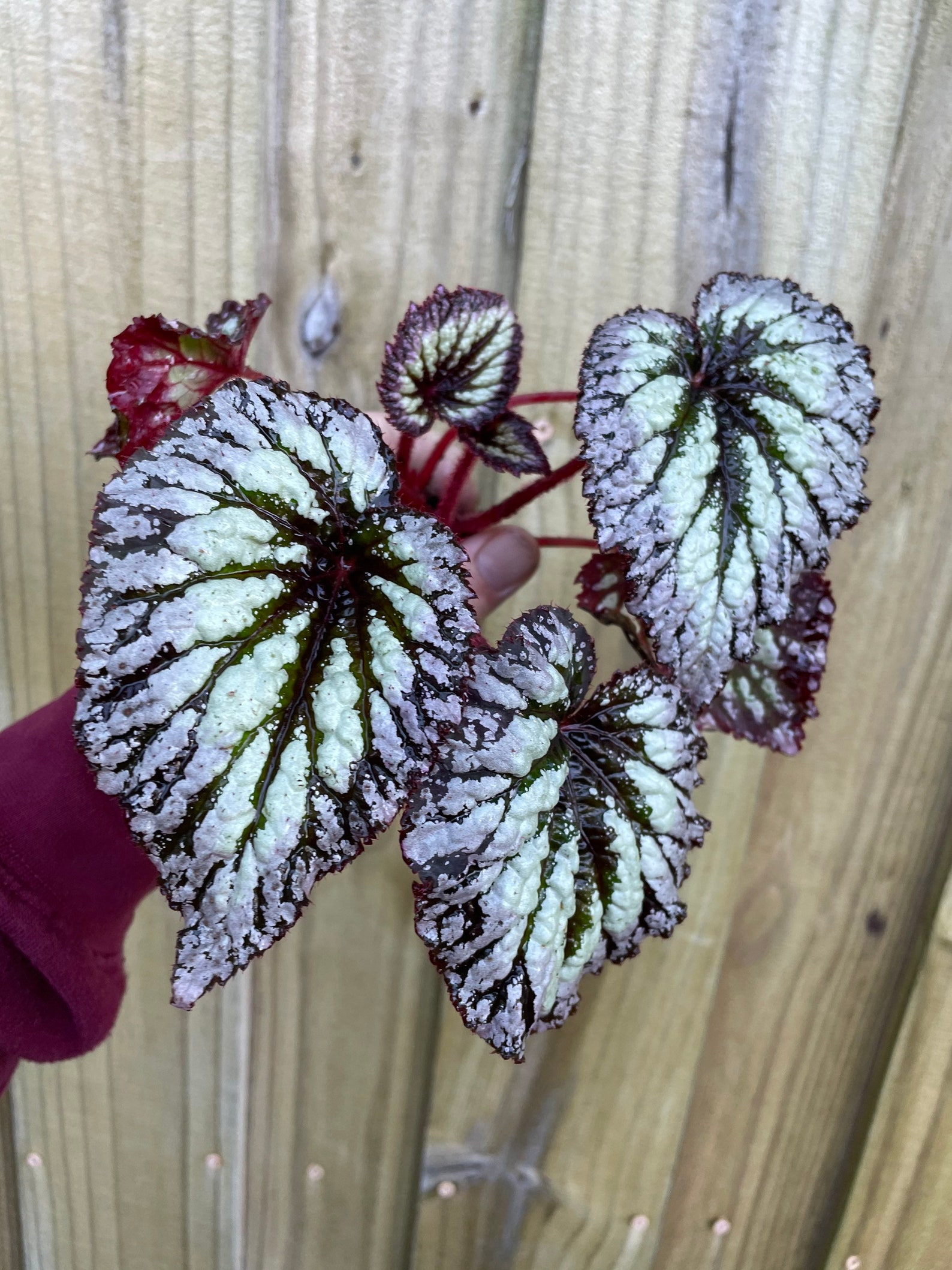 Begonia Fireworks Starter Plant ALL STARTER PLANTS Require - Etsy
