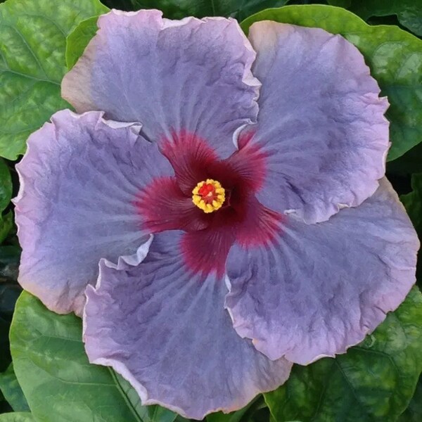 Blue Hibiscus Plant - Etsy