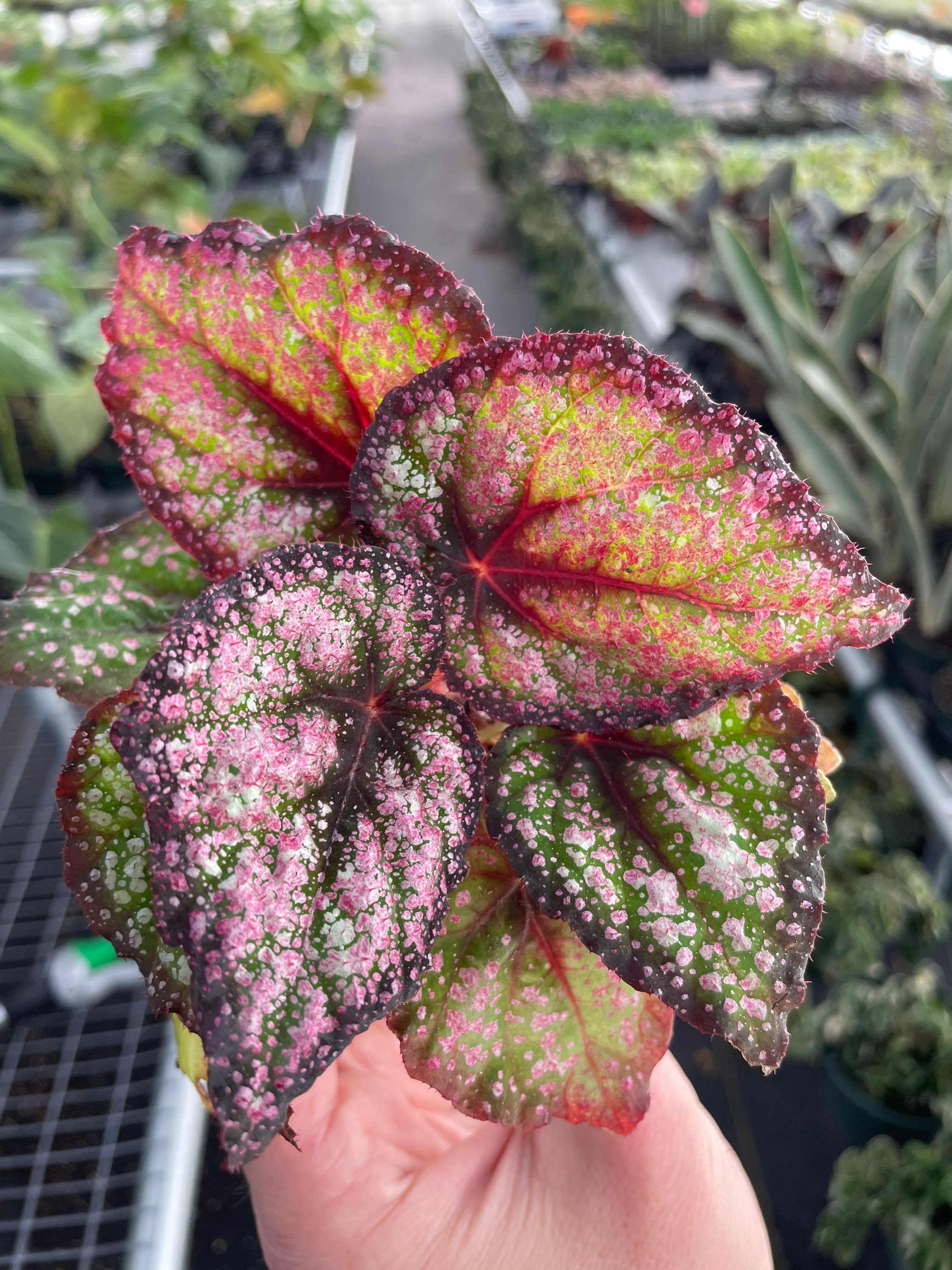 Harmonys Royal Majesty Begonia Starter Plant ALL STARTER - Etsy