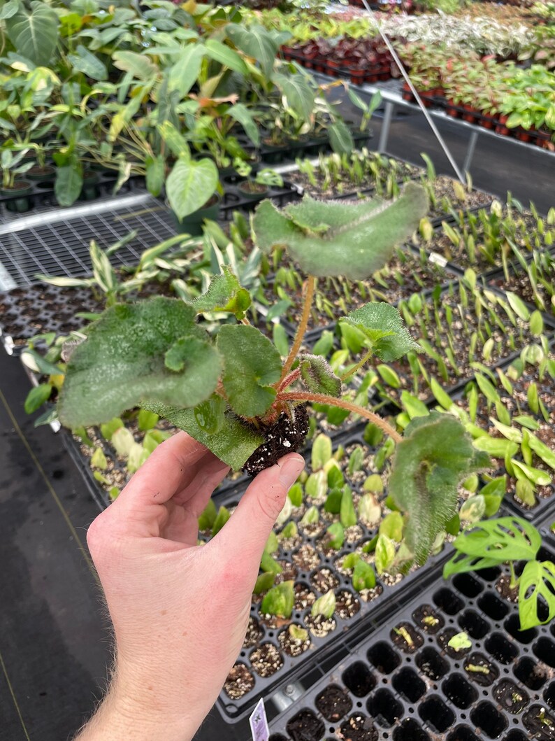 Harmonys Nautilus Begonia Starter Plant (ALL STARTER PLANTS Require You ...