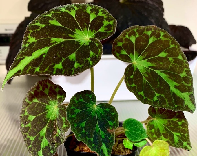 Begonia 'benitochiba' - Etsy