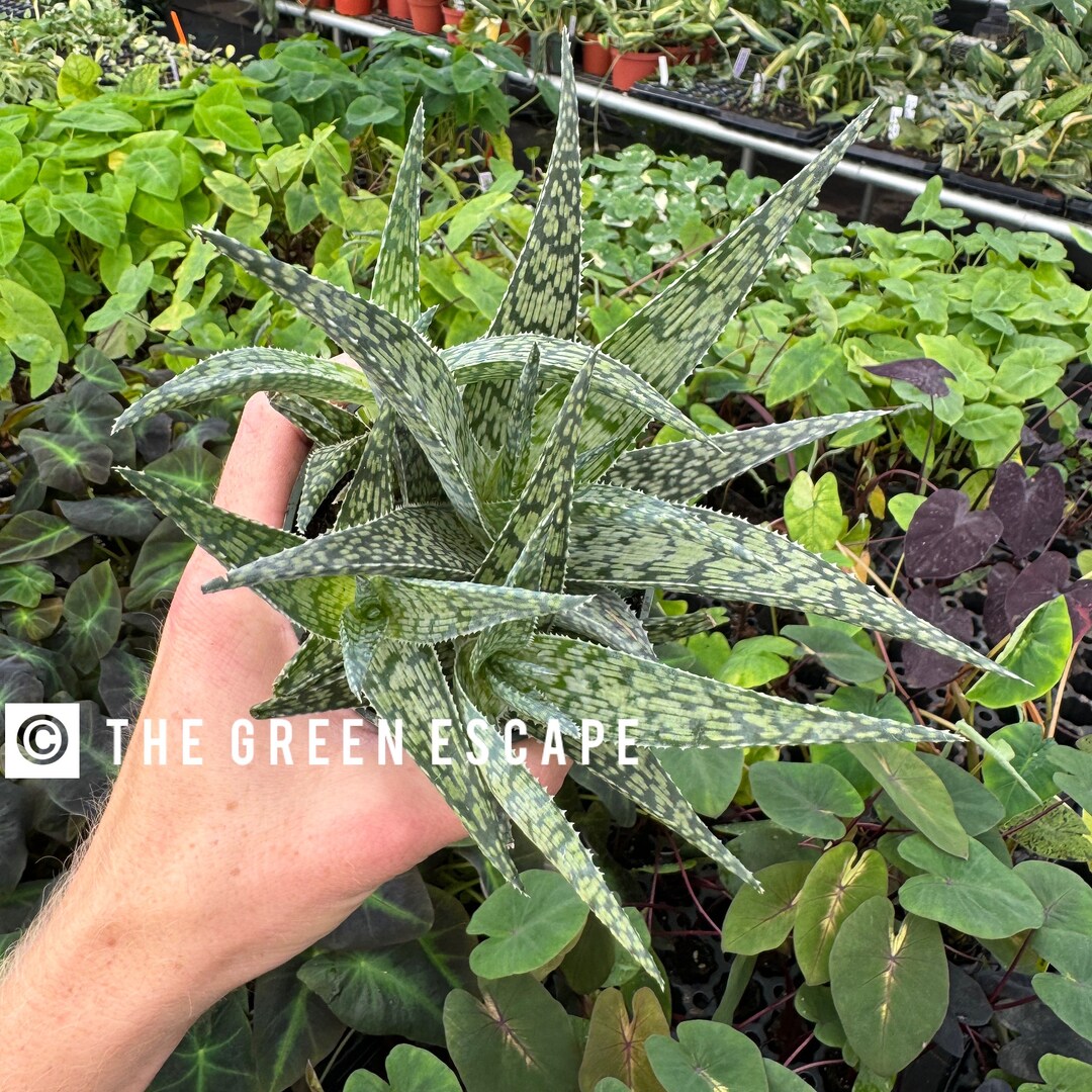 Aloe White Fox 4 Pot ALL PLANTS Require You to Purchase 2 Plants - Etsy