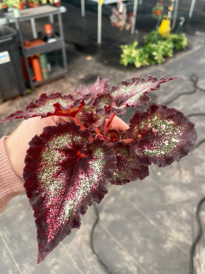 Harmonys Later Gator Begonia Starter Plant (ALL STARTER PLANTS Require ...