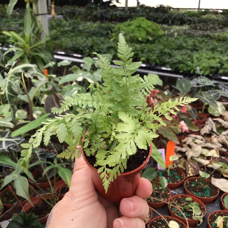 Rabbit Foot Fern - Etsy