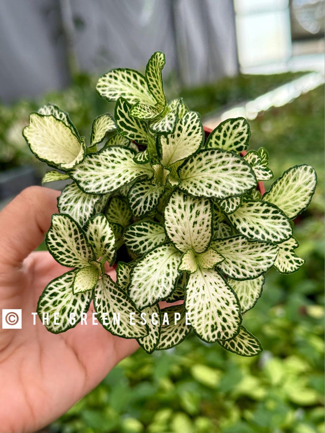 Fittonia ‘purple Snow Anne’ 2” Pot (ALL PLANTS Require You to Purchase ...
