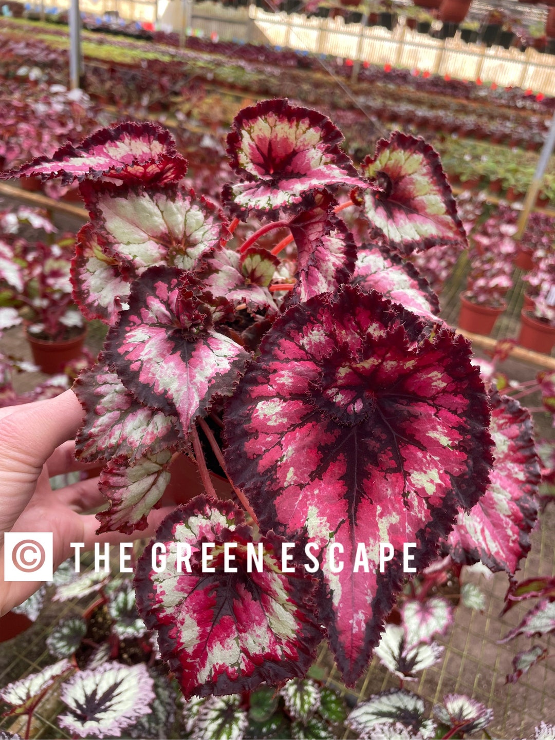 Harmonys Dance of Dragons Begonia 6pot ALL PLANTS Require You to Purchase 2 Plants - Etsy