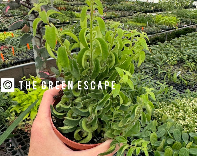 Curly Rasta Lipstick Plant 4” Pot (ALL PLANTS Require You to Purchase 2 ...