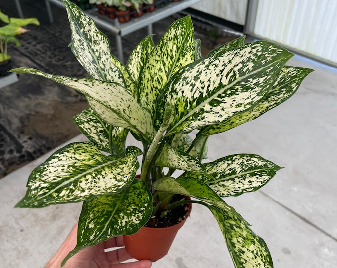 Aglaonema Osaka 4 Pot ALL PLANTS Require You to Purchase 2 Plants - Etsy