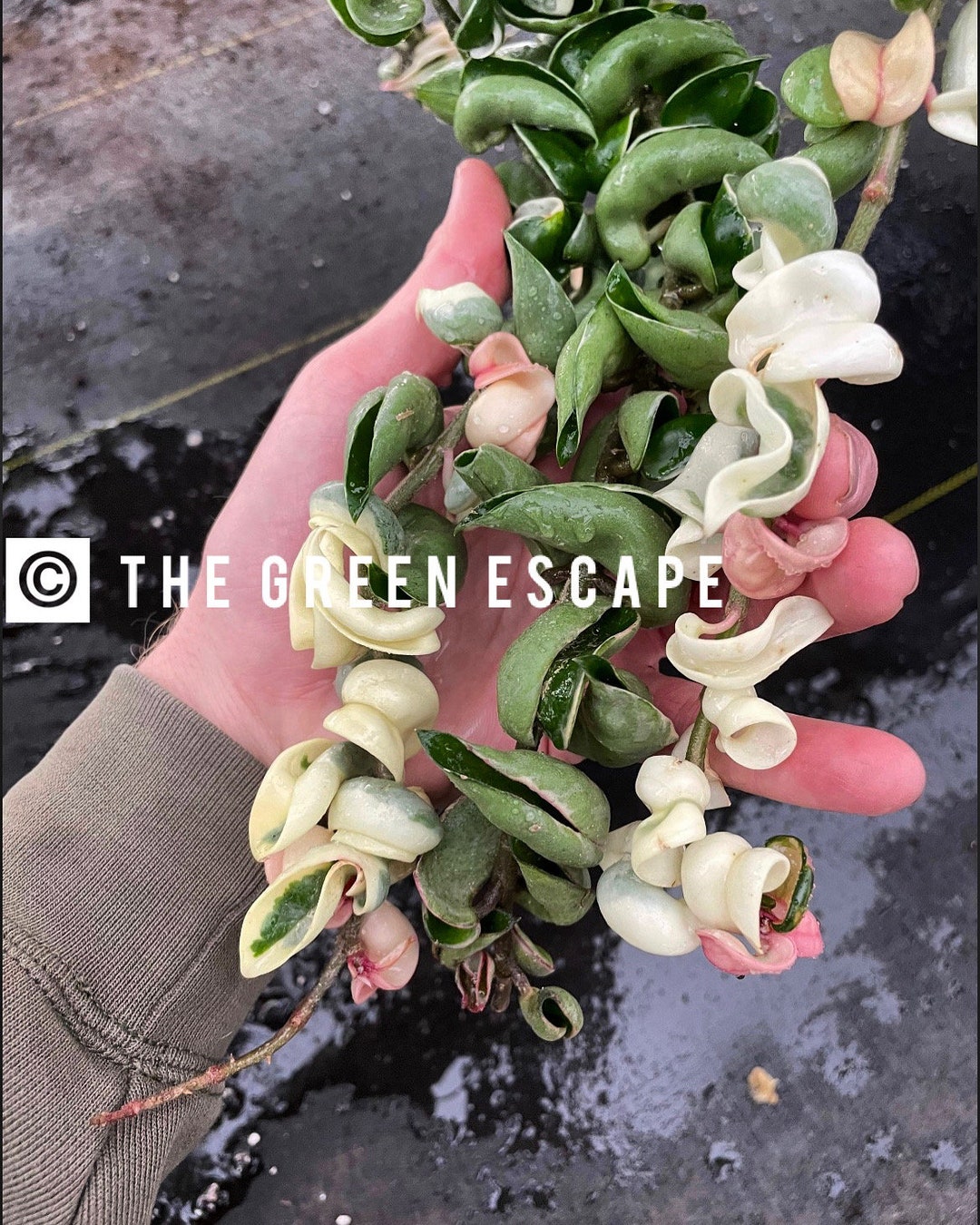 Variegated Hoya Carnosa Compacta “variegated Hindu Rope” Starter Plant ...