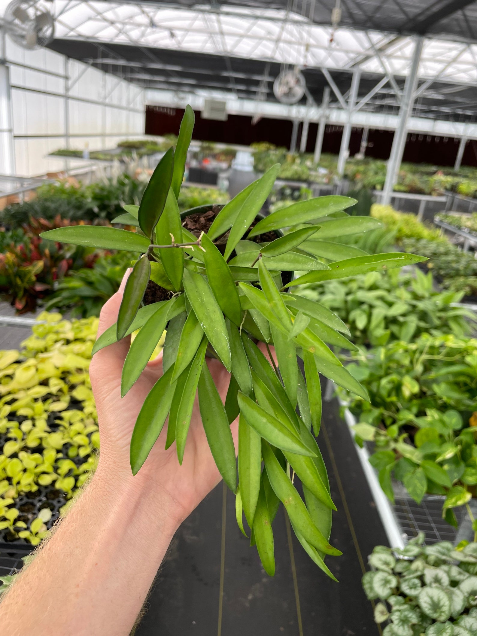 Hoya Wayetti Green 4 Pot ALL PLANTS Require You to Purchase - Etsy