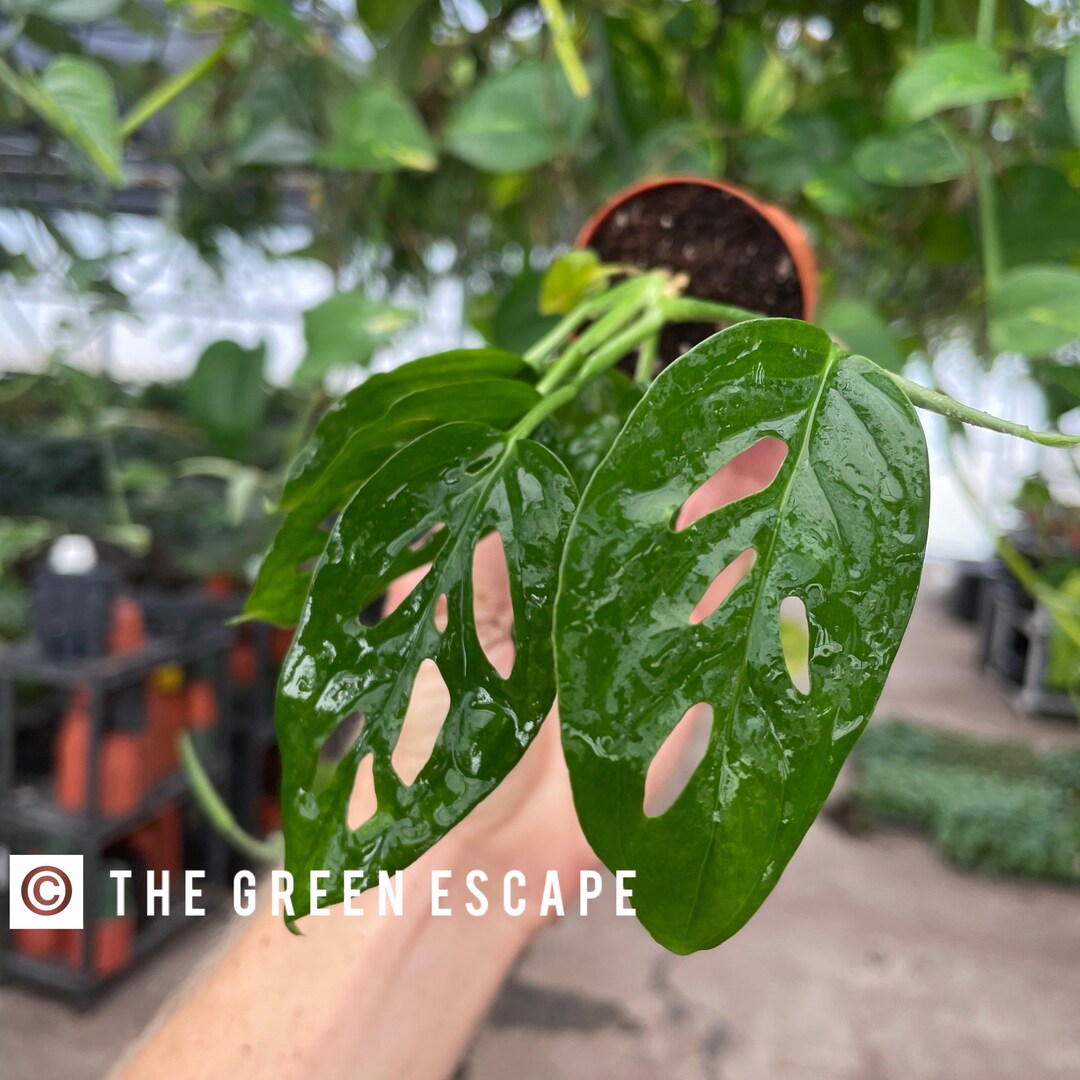 Monstera Acuminata 2 Pot ALL PLANTS Require You to Purchase 2 Plants - Etsy