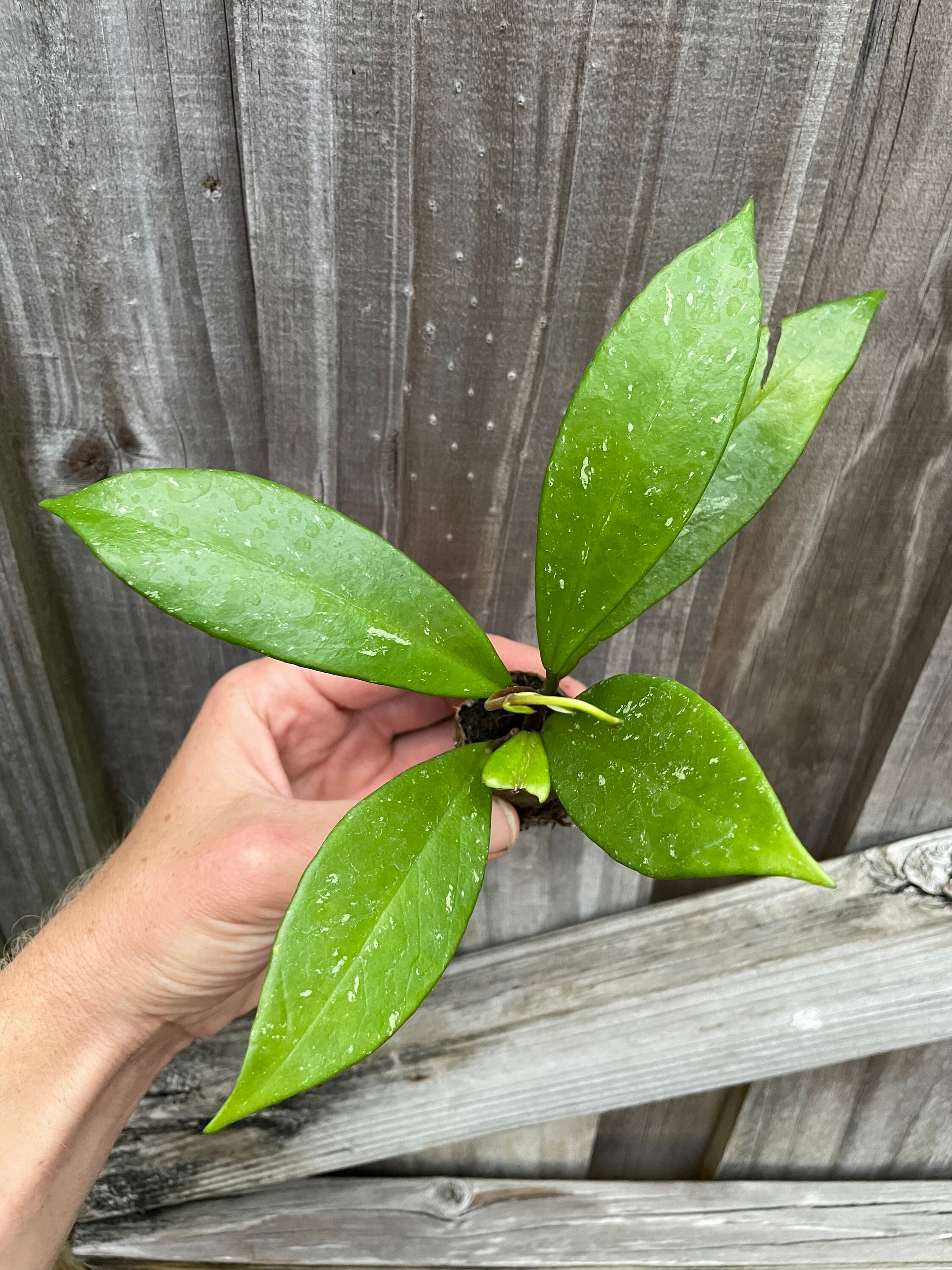Hoya Pubicalyx Silver Splash Starter Plant ALL STARTER PLANTS - Etsy