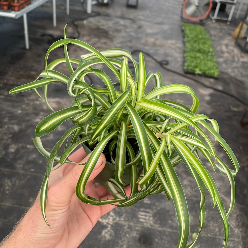 Plant and Spider Decor - Etsy