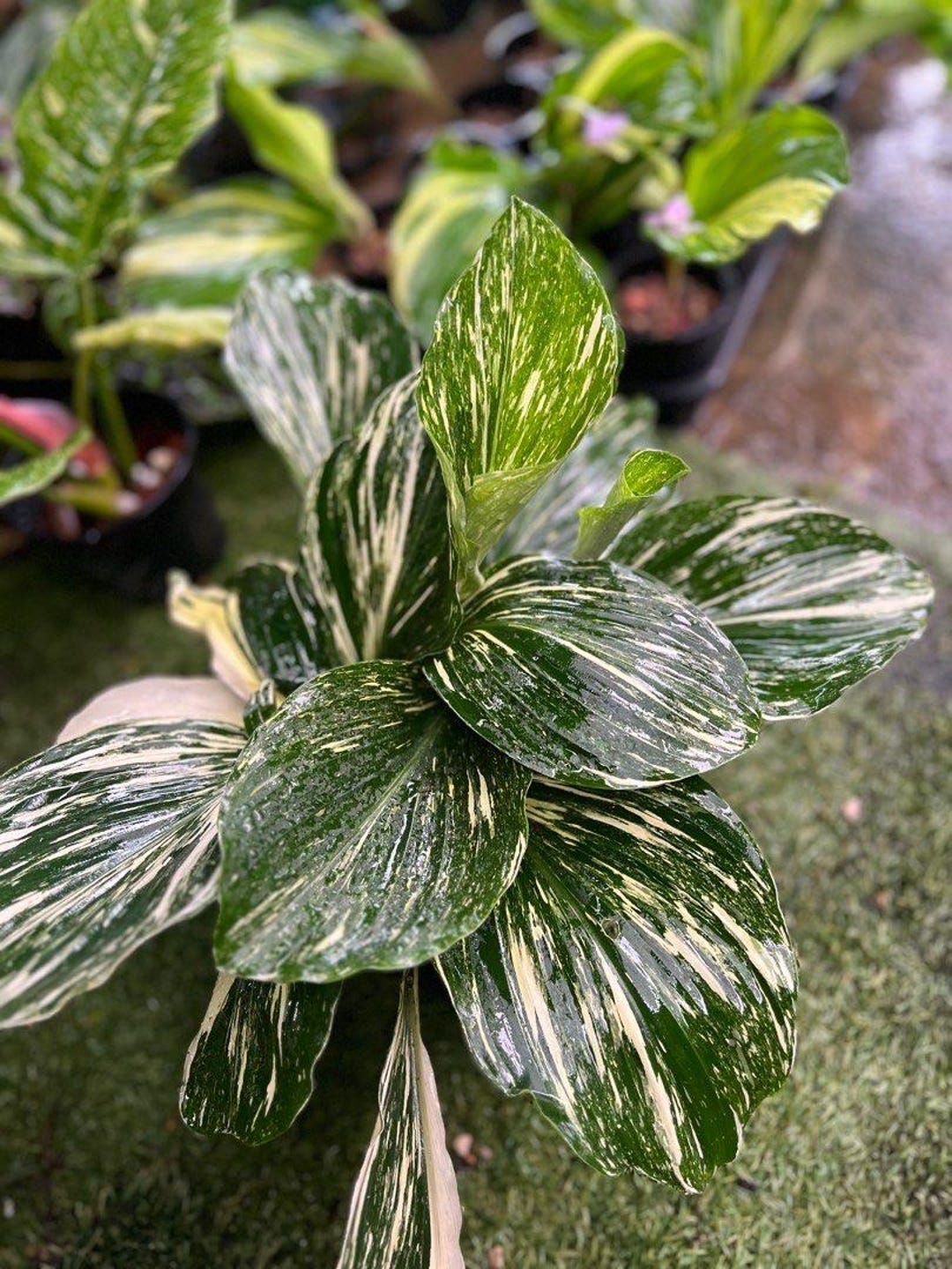 Kaempferia Pulchra Marble Variegated Starter Plant (ALL STARTER PLANTS ...